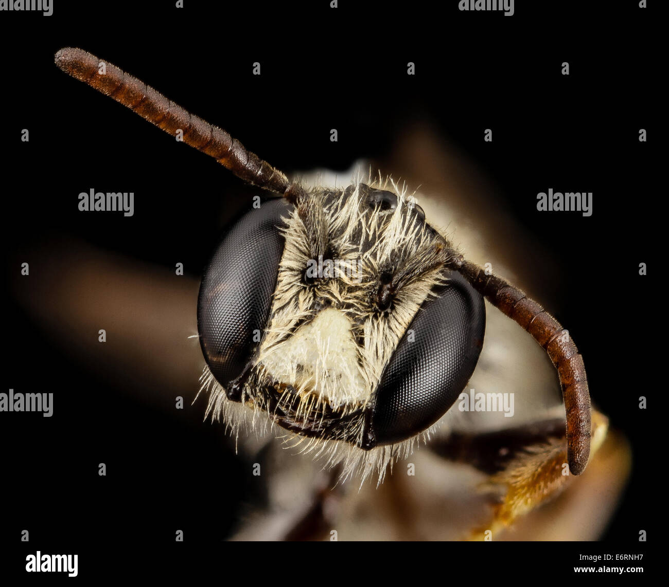 Ochreriades fasciata hi-res stock photography and images - Alamy