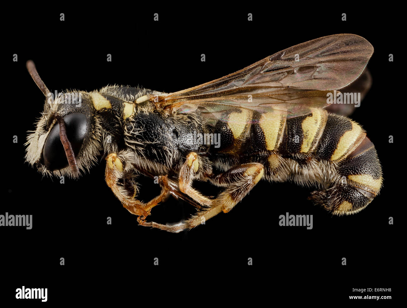 The image features a small, thin male Ochreriades fasciata bee, a ...