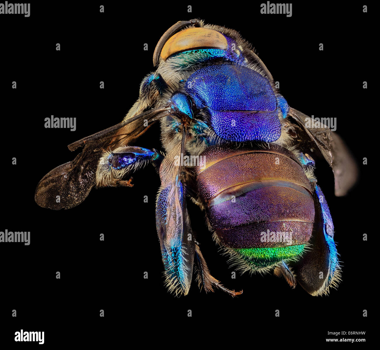 The green-butt orchid bee, photographed in Guyana, is known for its ...