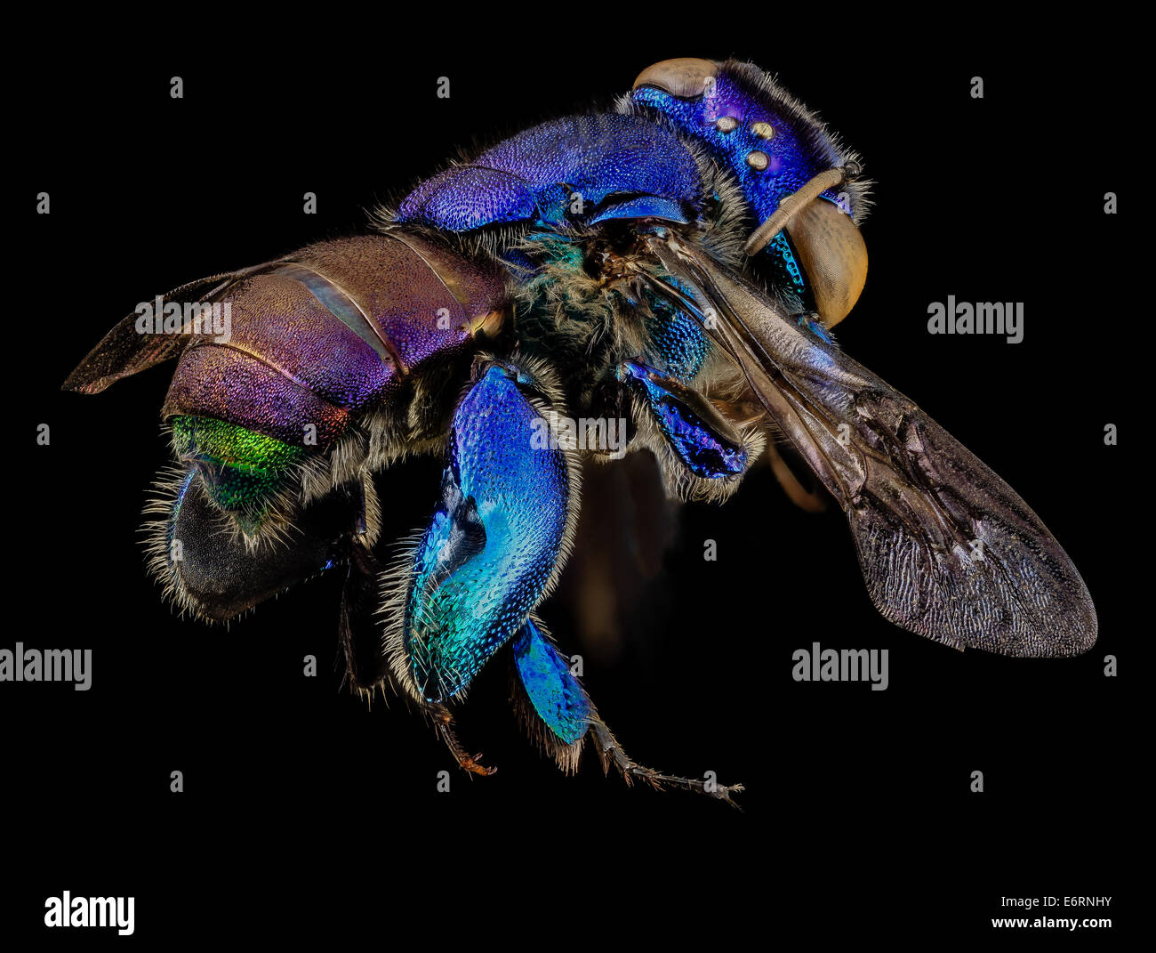 The green-butt orchid bee, photographed in Guyana, displays vibrant ...