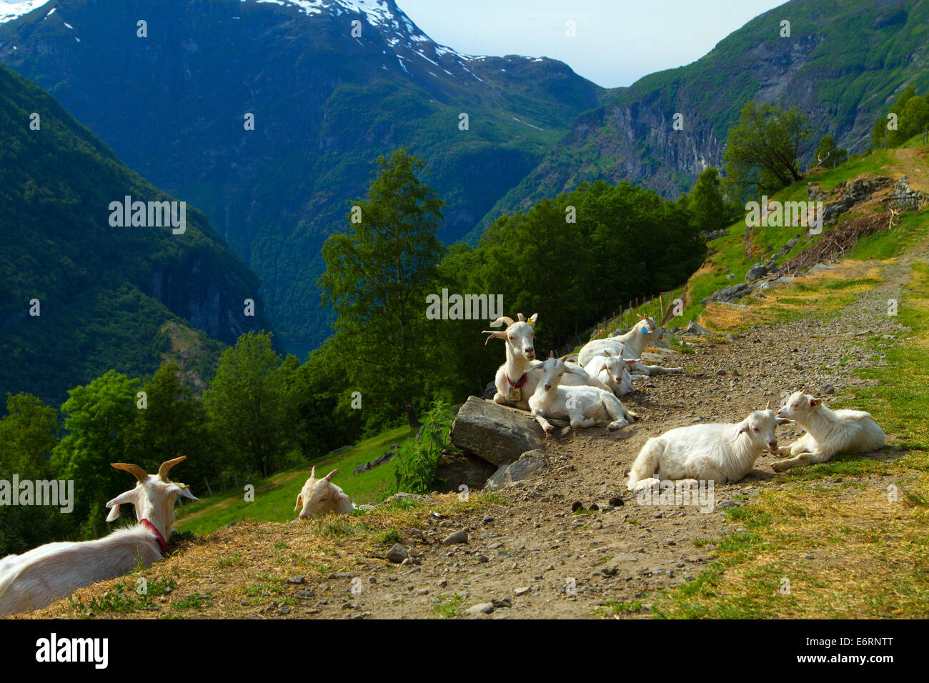 goats in the mountains. in the picturesque fjords of Norway Stock Photo ...