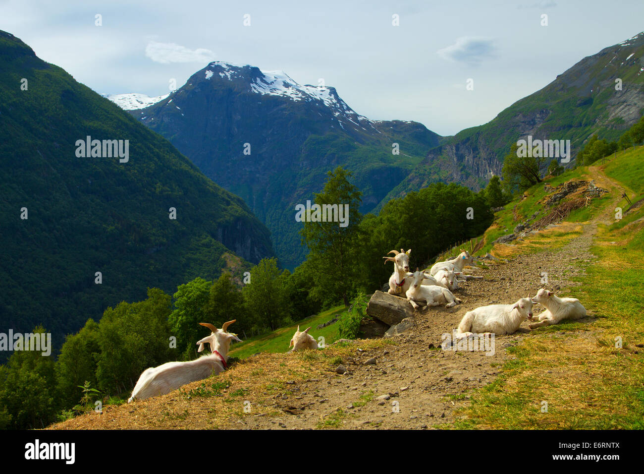 goats in the mountains. in the picturesque fjords of Norway Stock Photo ...