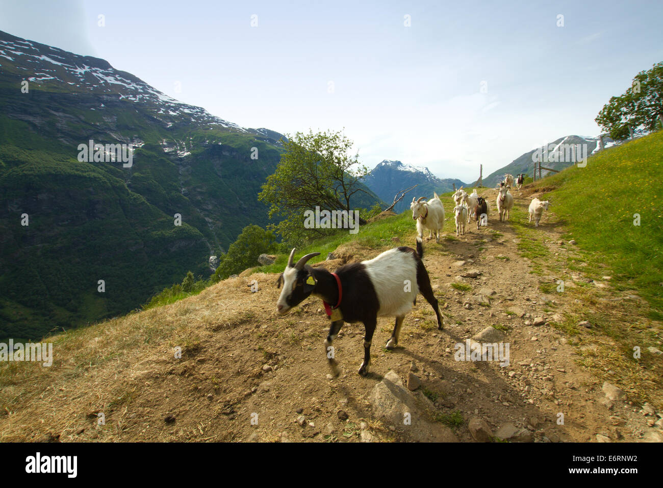 goats in the mountains. in the picturesque fjords of Norway Stock Photo ...