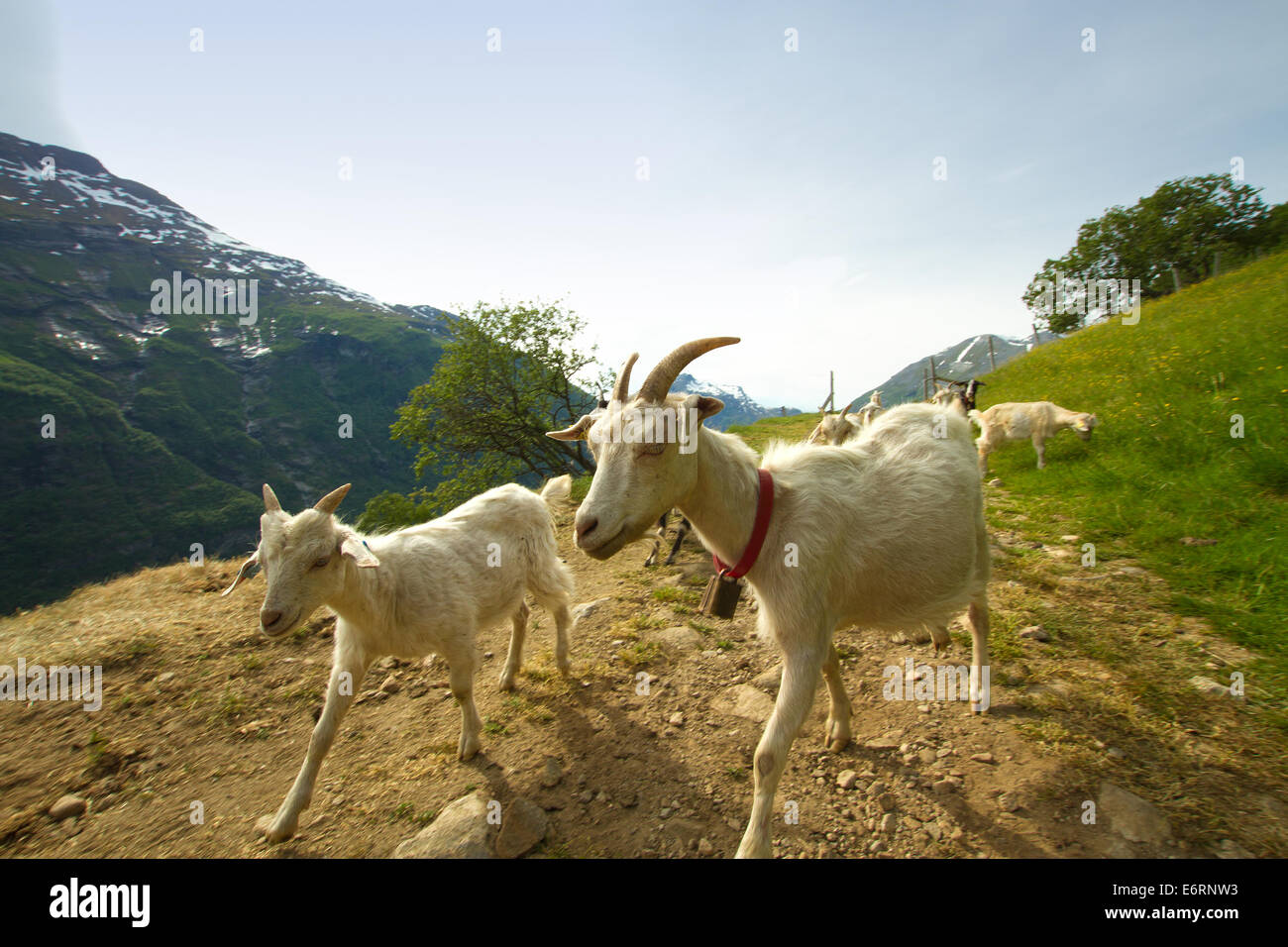 goats in the mountains. in the picturesque fjords of Norway Stock Photo ...