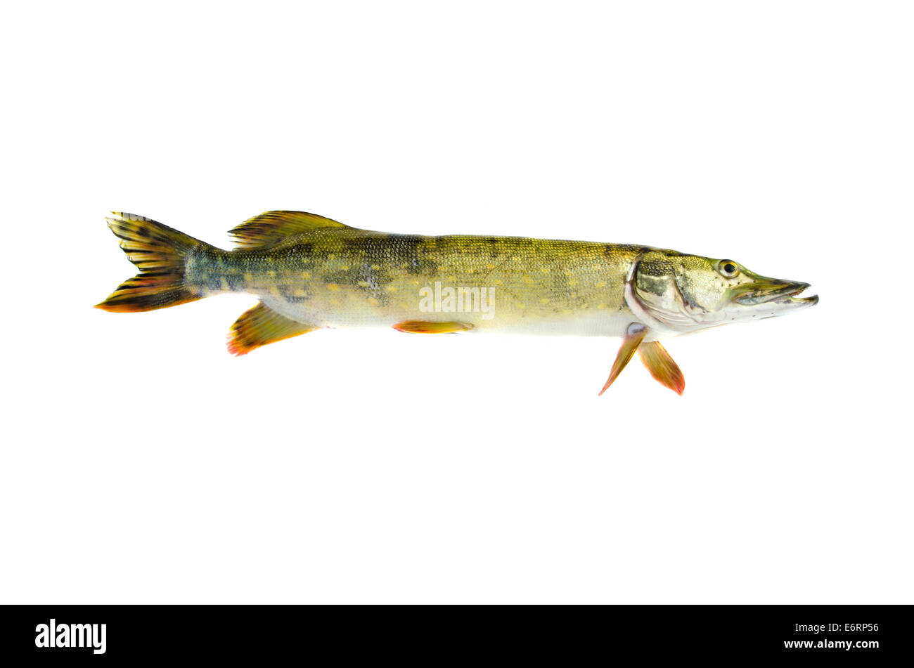 fresh raw food pike Esox lucius fish isolated on white Stock Photo - Alamy