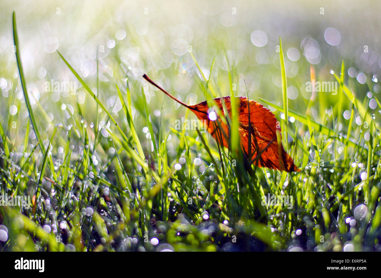 first summer end falling apple tree leaf in dewy garden grass Stock ...