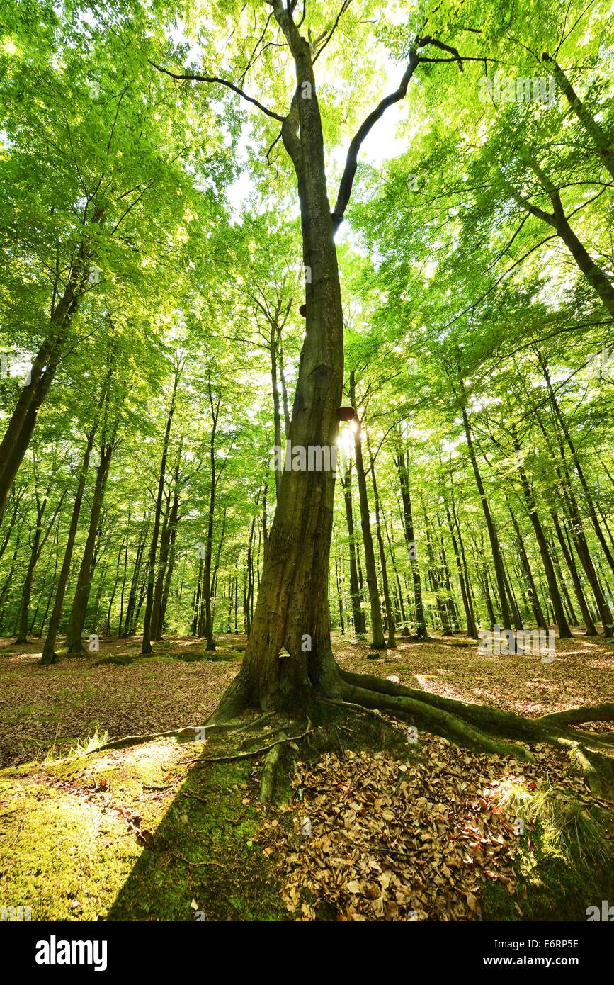 Old beech tree in green forest Stock Photo - Alamy