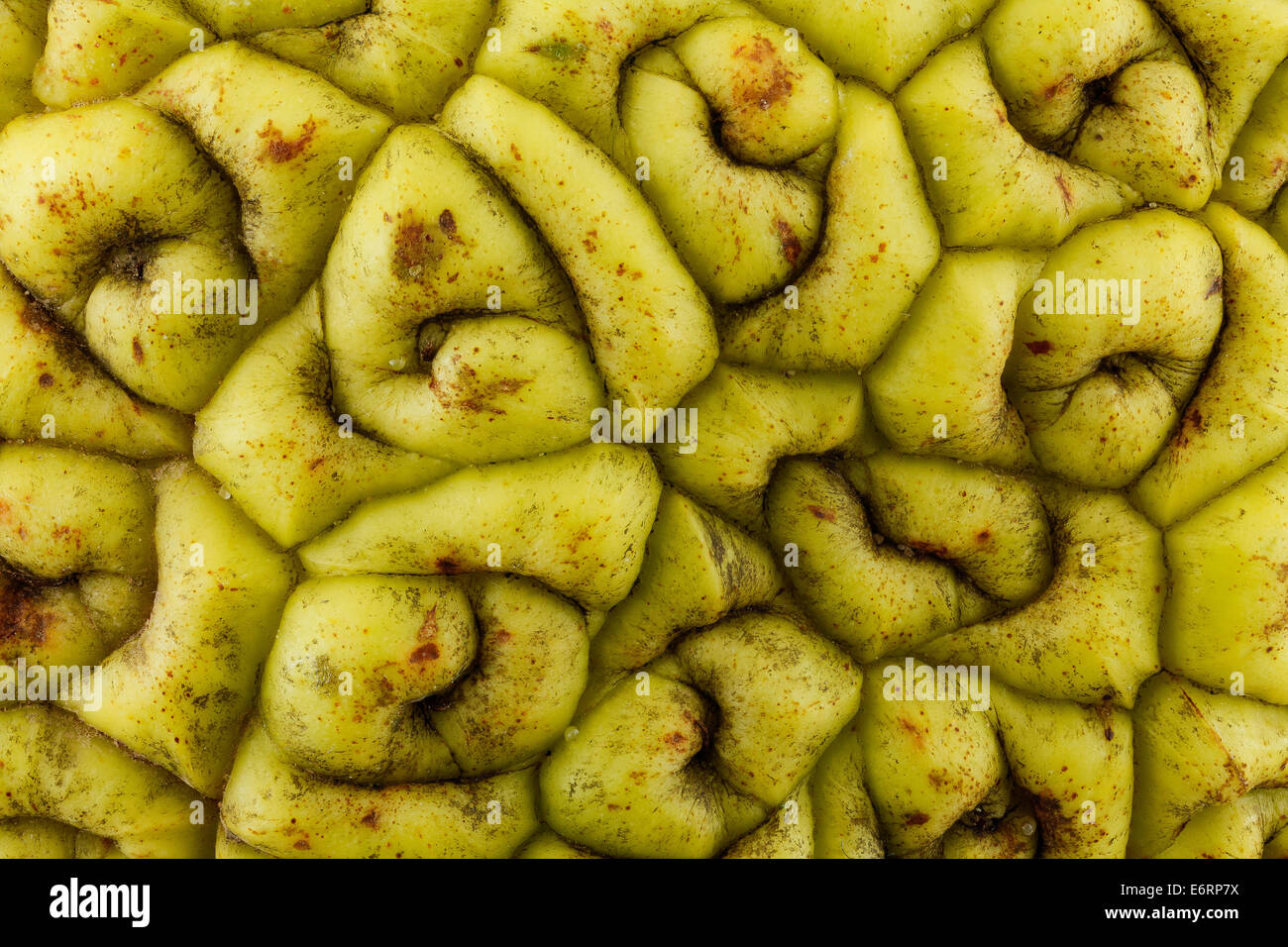 Monkey brains hi-res stock photography and images - Alamy