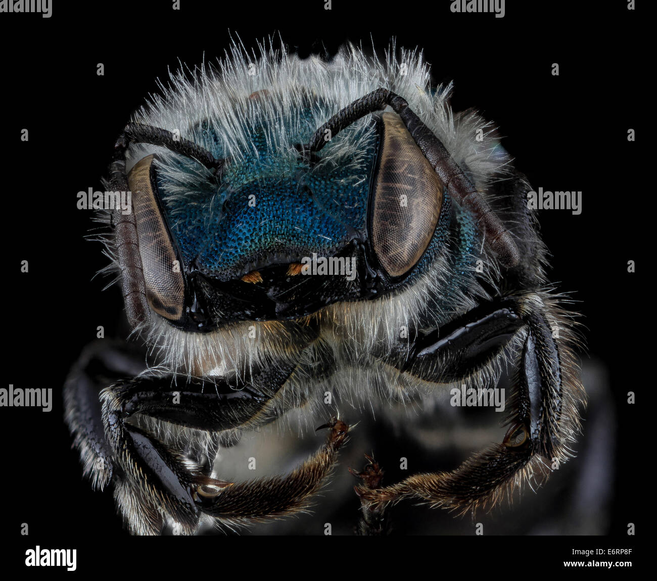 This close-up image features a female Osmia atriventris, a common ...