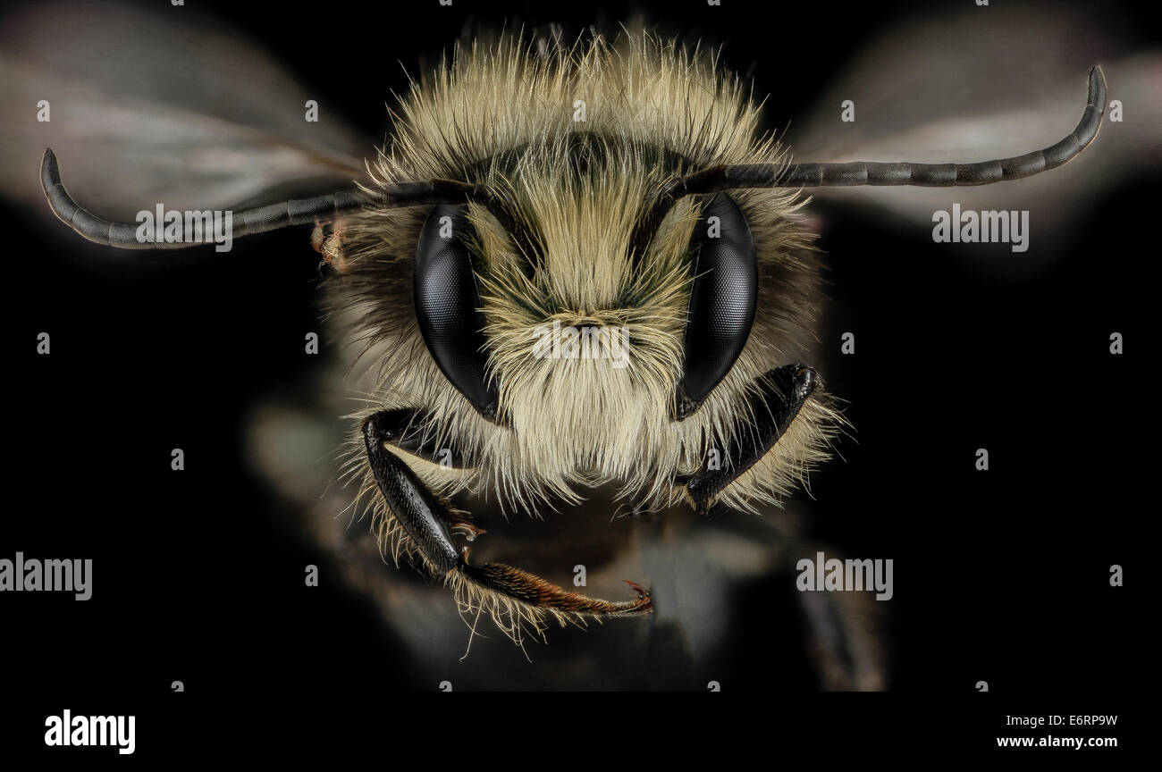 The male Blue Orchard Bee (Osmia lignaria) photographed in Virginia ...