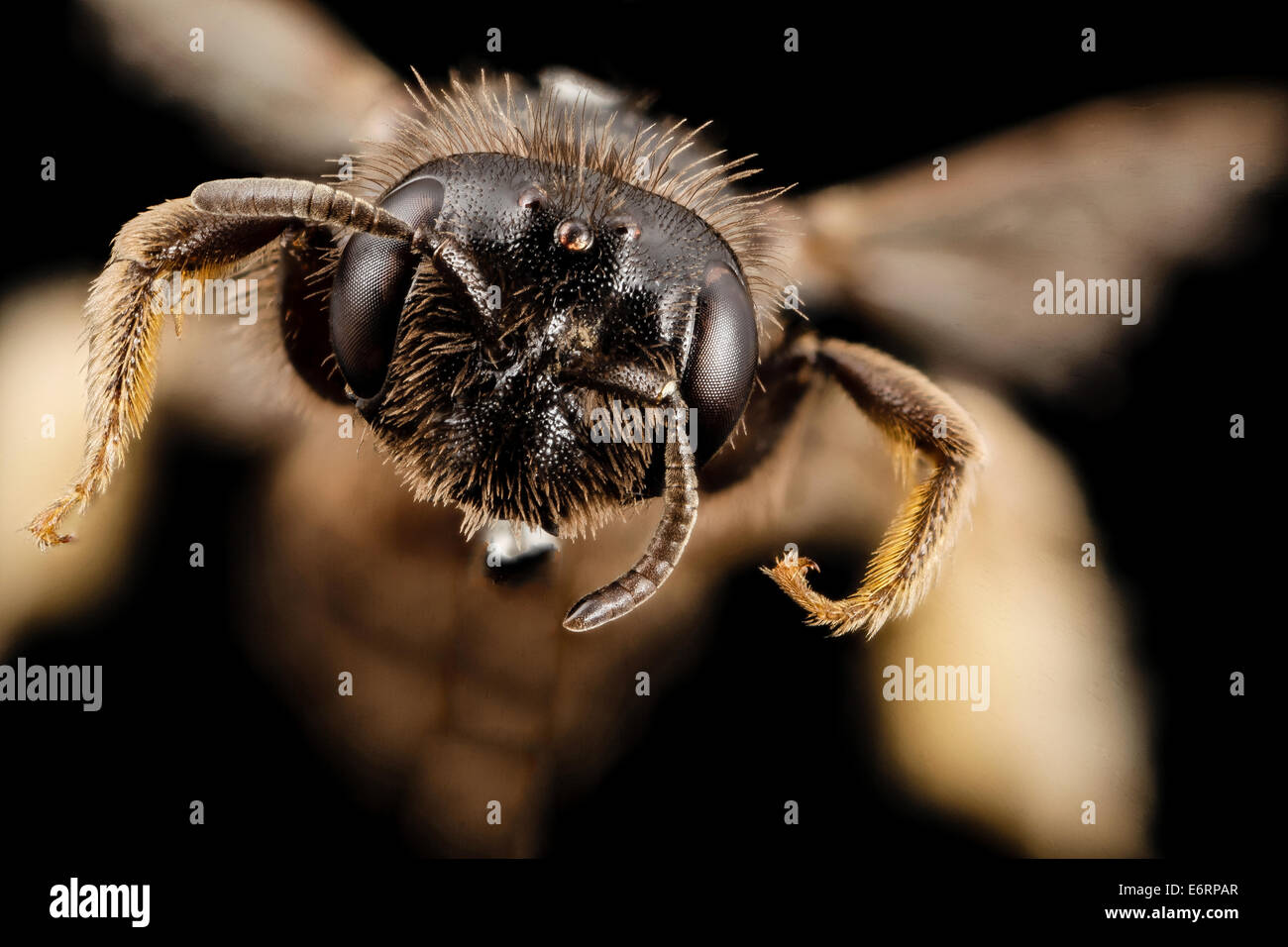 This image features a female *Panurginus calcaratus*, a species of bee ...
