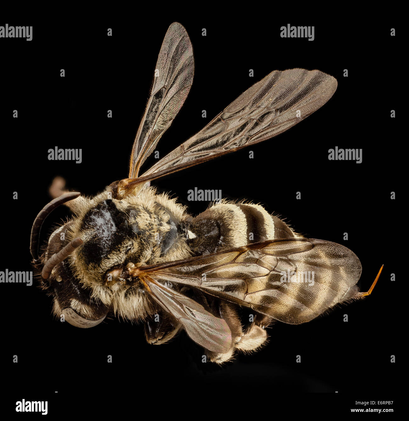 Angel Bee High Resolution Stock Photography and Images - Alamy
