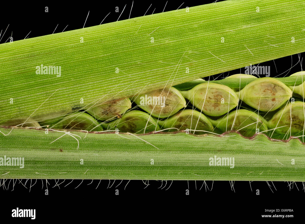 Seed head anatomy hi-res stock photography and images - Alamy