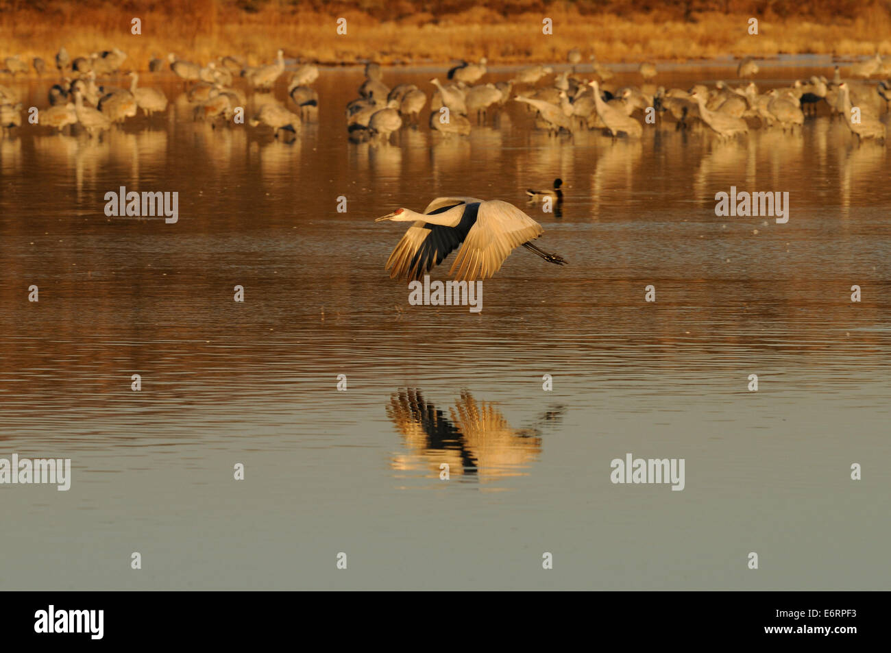Sandhill Cranes flying over the water at Bosque Del Apache National ...