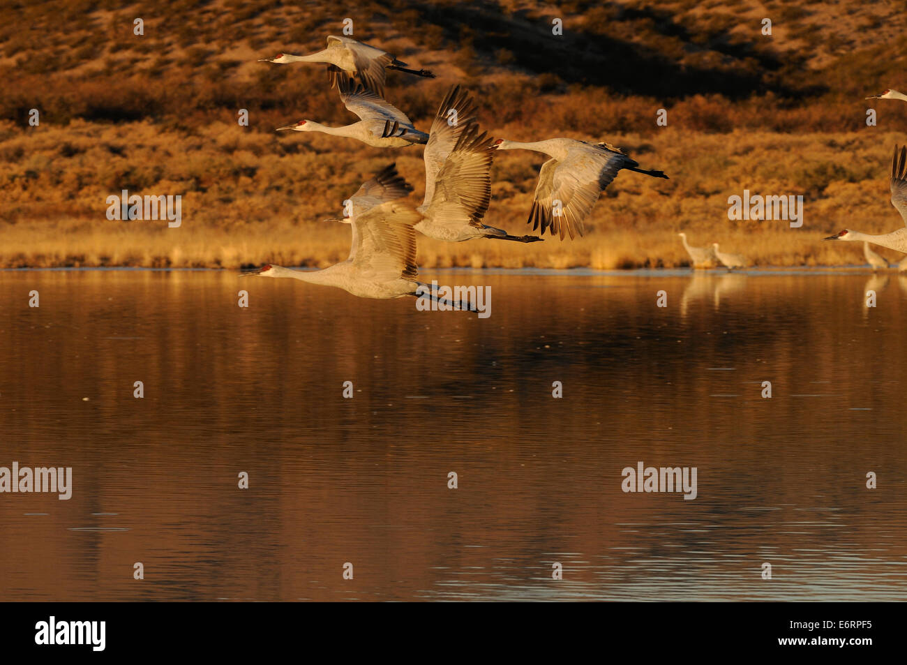 Sandhill Cranes flying over the water at Bosque Del Apache National ...