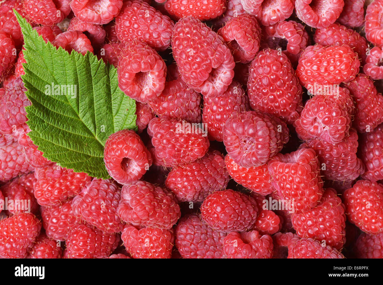 A beautiful selection of freshly picked ripe red raspberries and green ...