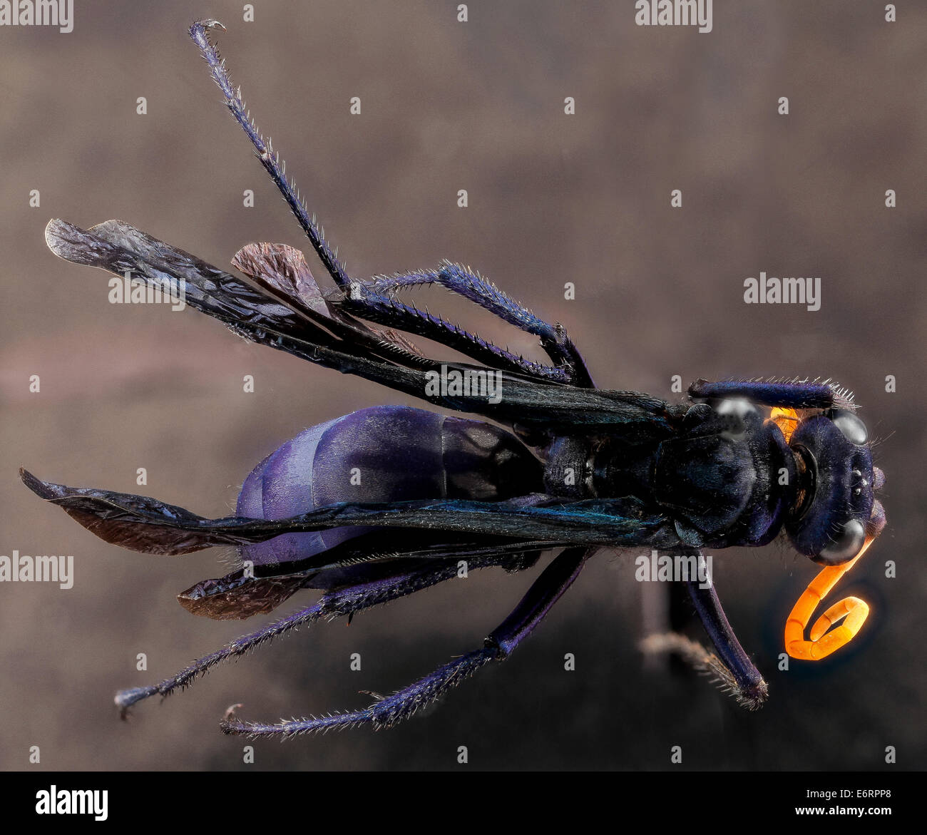 The Pepsis ruficornis, a species of Pompilid Spider Wasp from the ...
