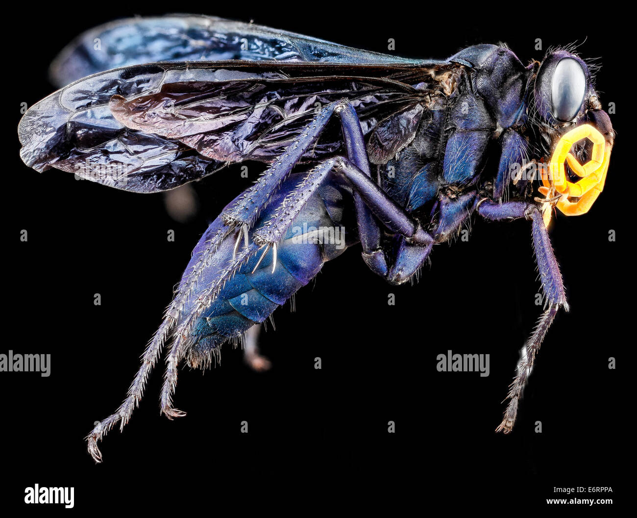 Pepsis ruficornis, a Pompilid spider wasp, was photographed in the ...