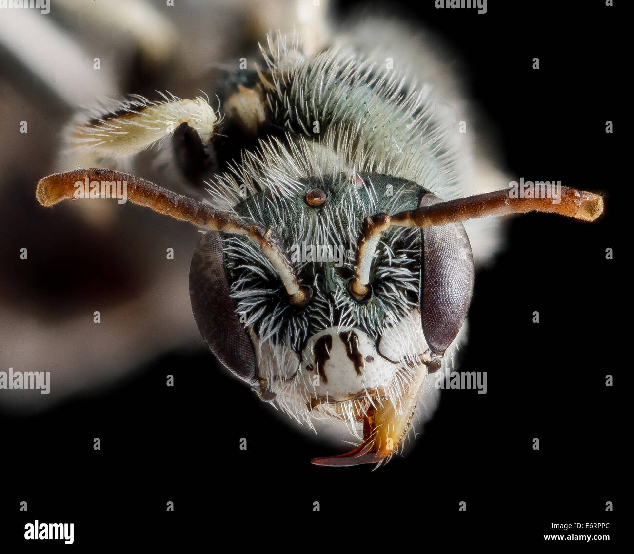 Perdita Bee Stock Photos & Perdita Bee Stock Images - Alamy