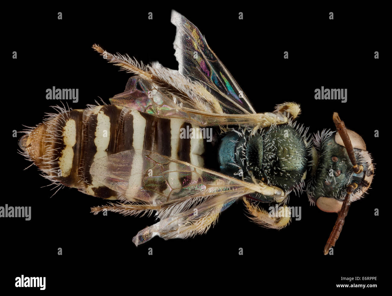 This image shows a female Perdita aridella, a species of mining bee ...