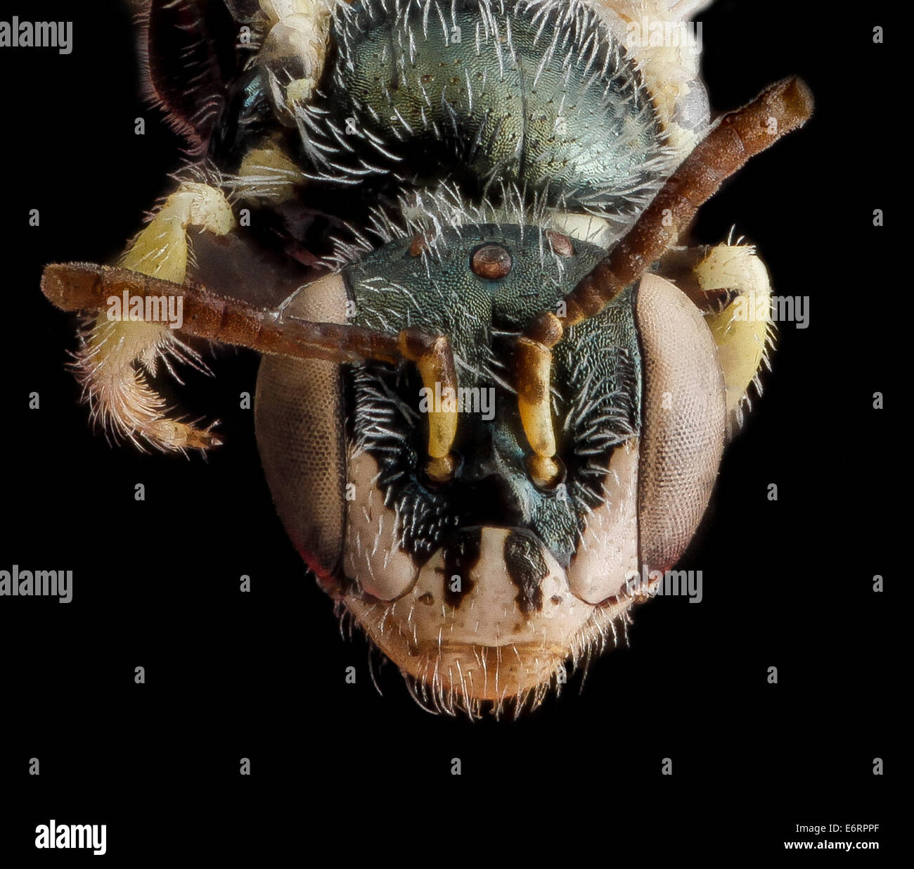 The female Perdita aridella, a type of mining bee, photographed in ...