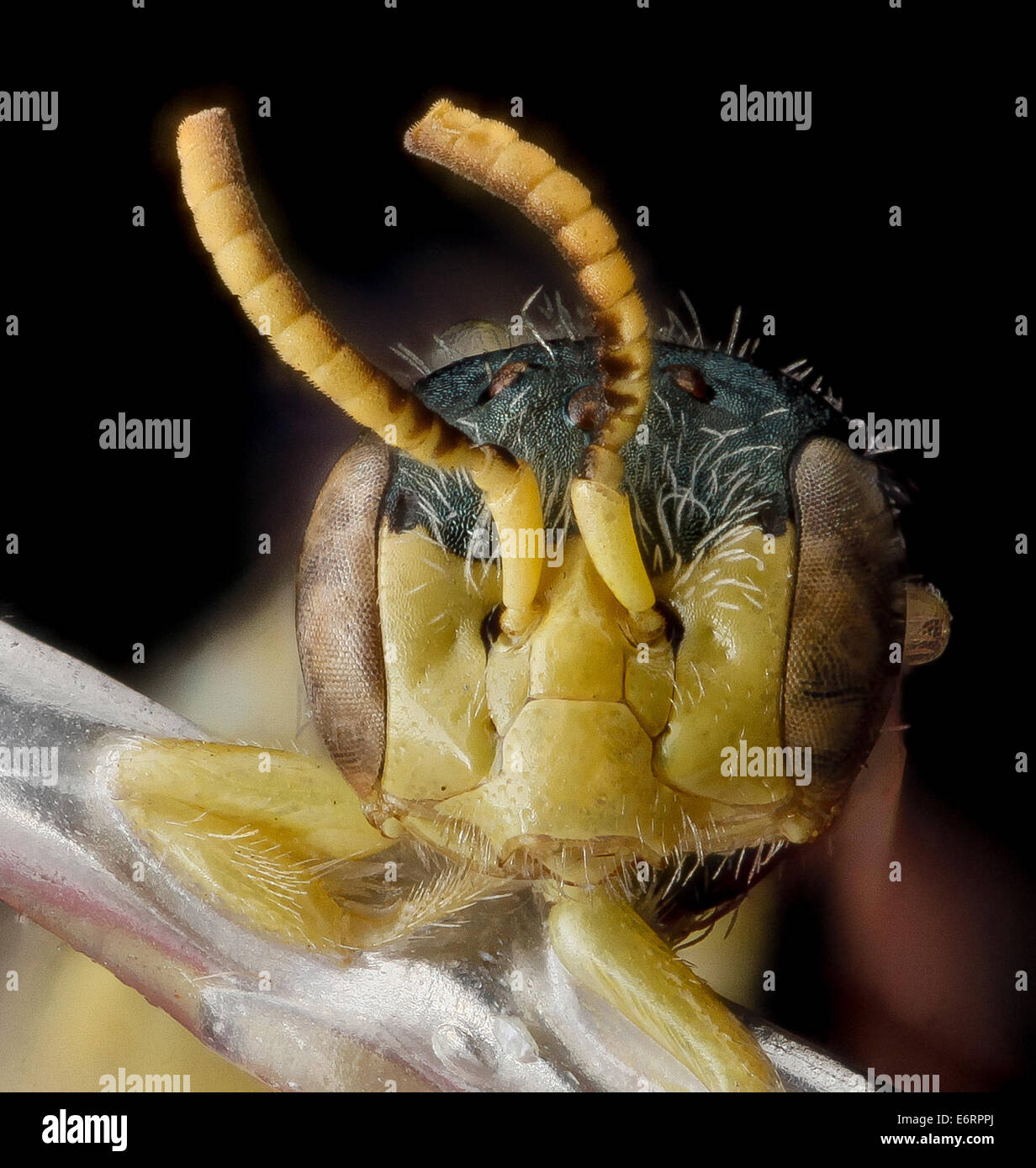 The male Perdita aridella, a species of mining bee, photographed in ...