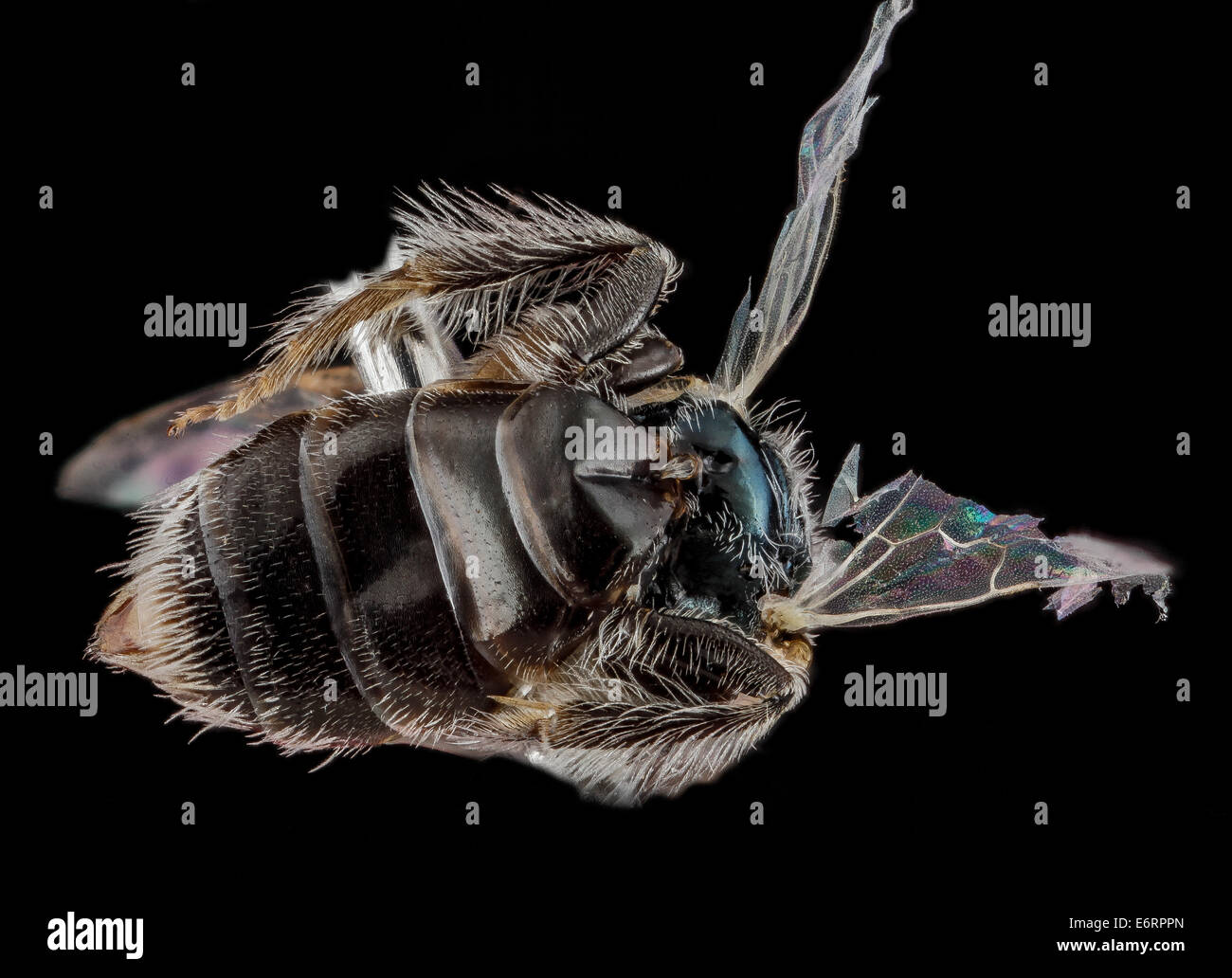 This image shows a female Perdita asteris mining bee from Arizona’s ...