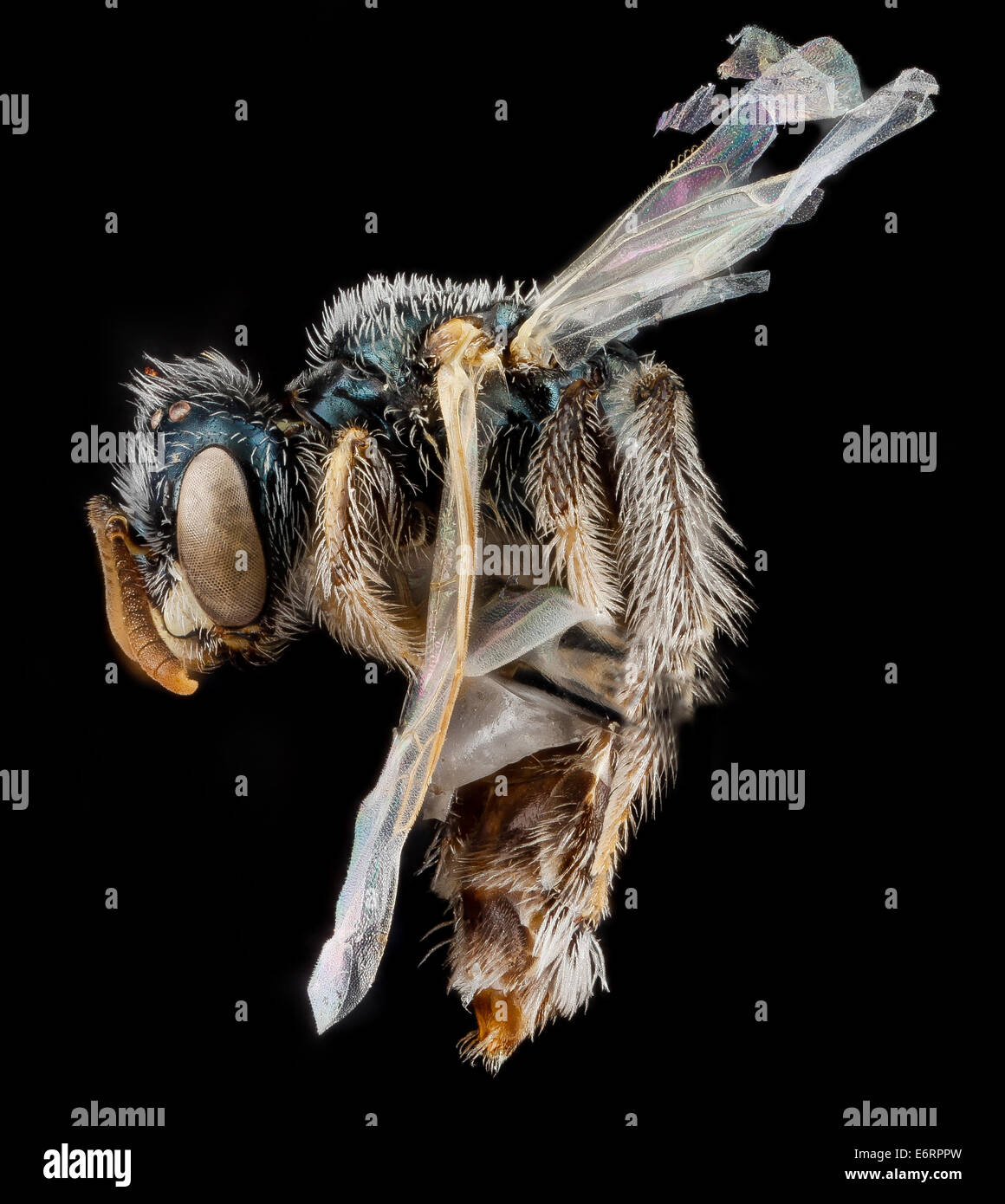 Perdita Bee Stock Photos & Perdita Bee Stock Images - Alamy