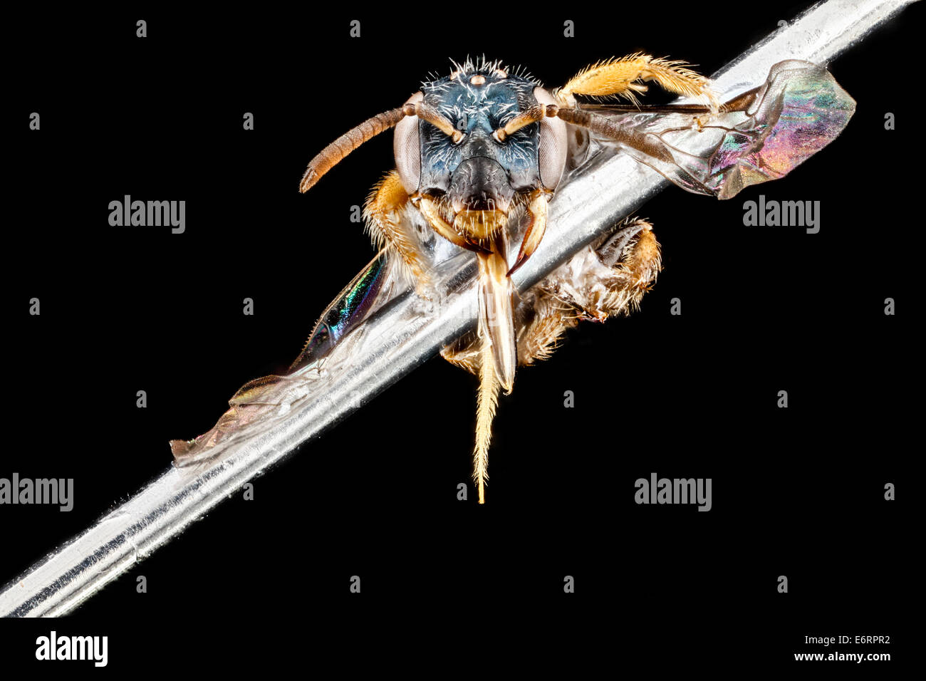 Perdita halictoides, a species of mining bee, was photographed in St ...