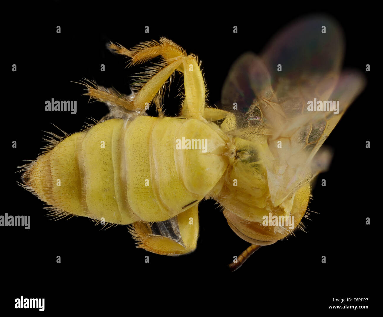 Posterior abdomen hi-res stock photography and images - Alamy