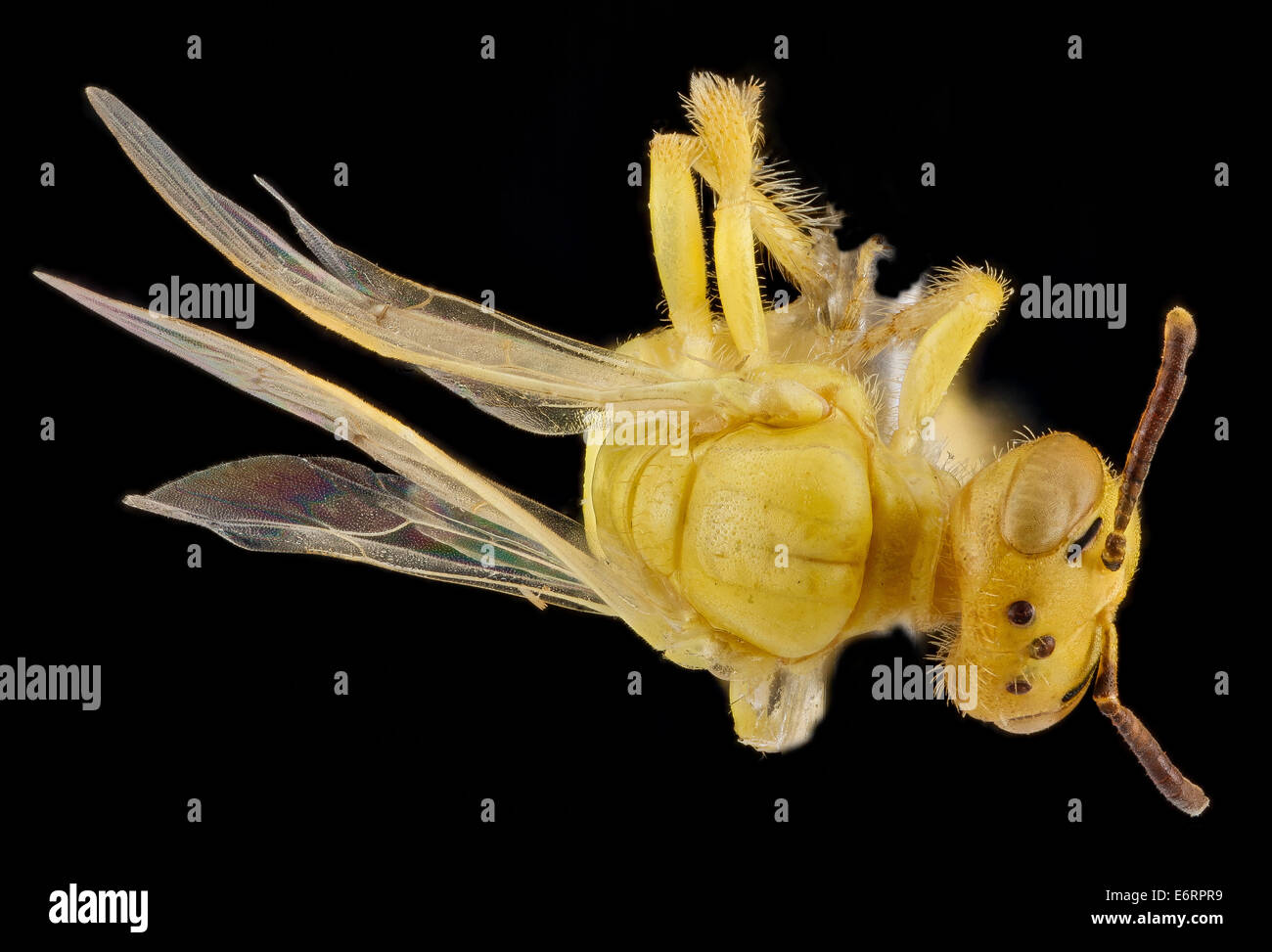 Perdita bee hi-res stock photography and images - Alamy