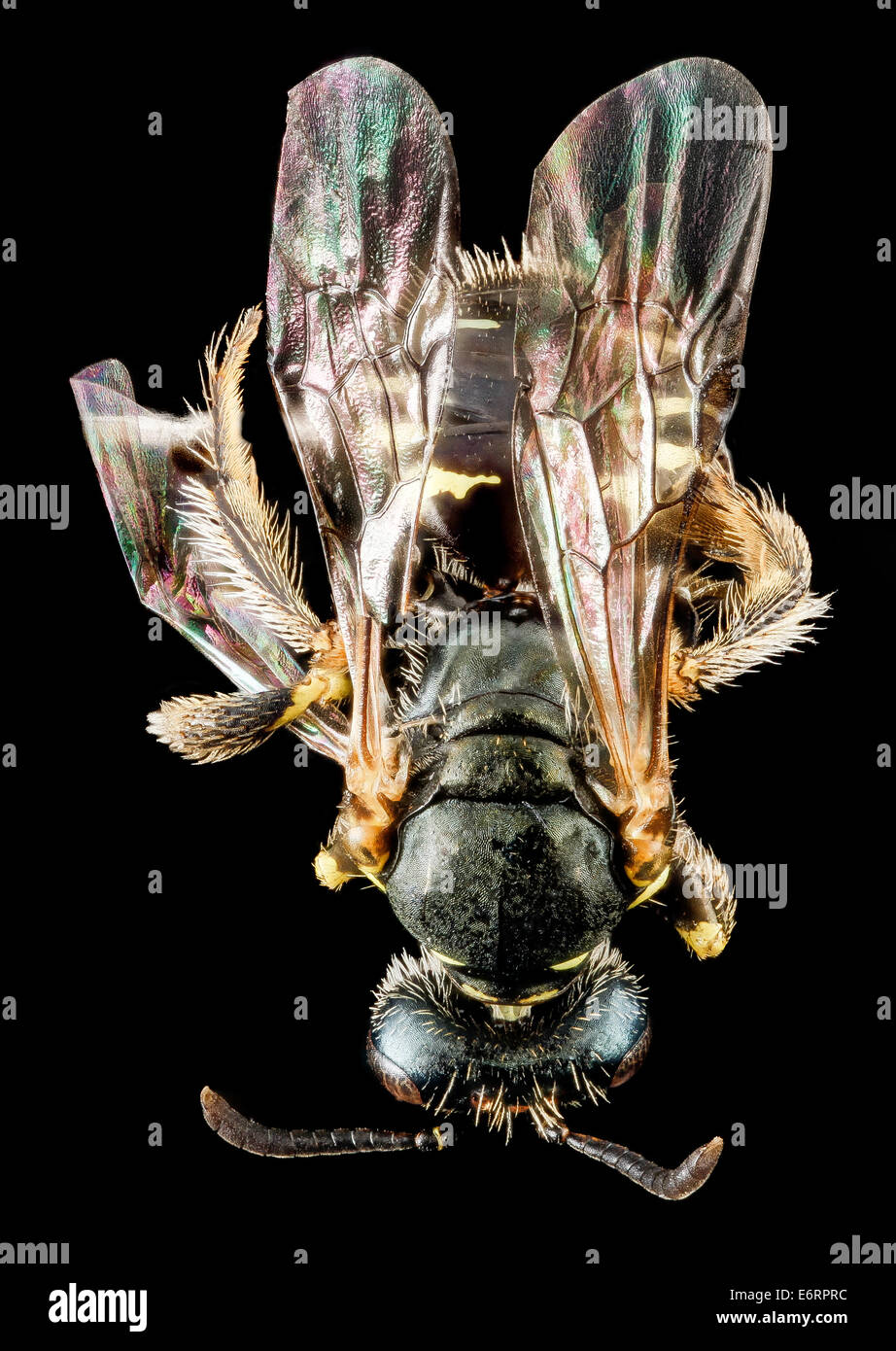 Perdita bee hi-res stock photography and images - Alamy