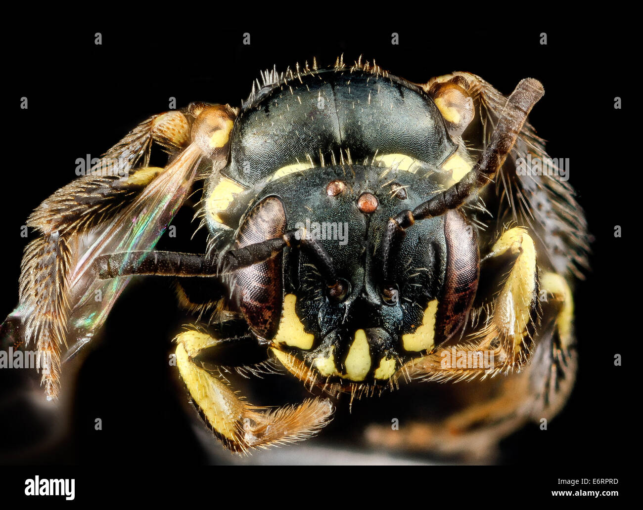 Perdita bee hi-res stock photography and images - Alamy