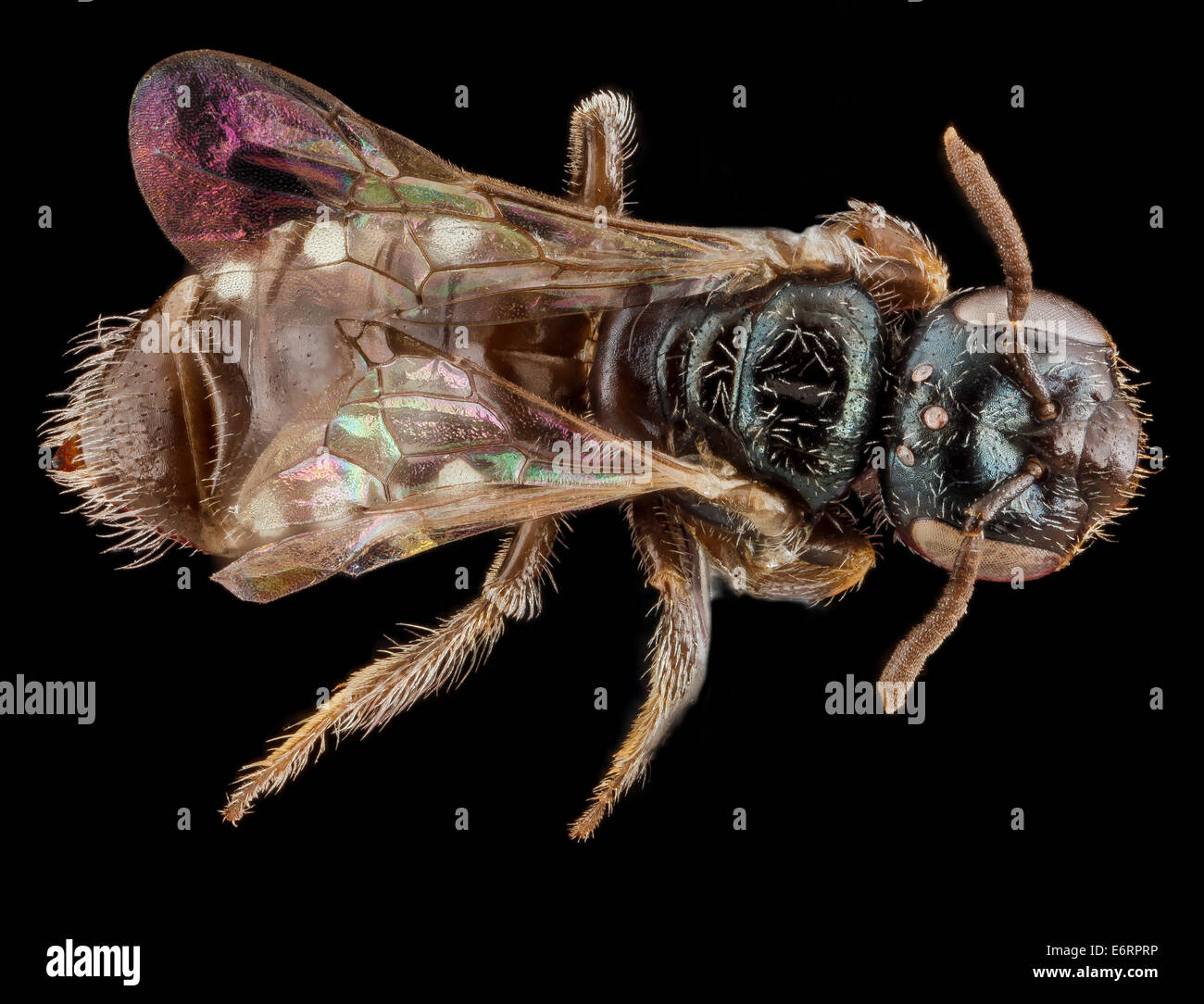 Perdita Bee Stock Photos & Perdita Bee Stock Images - Alamy
