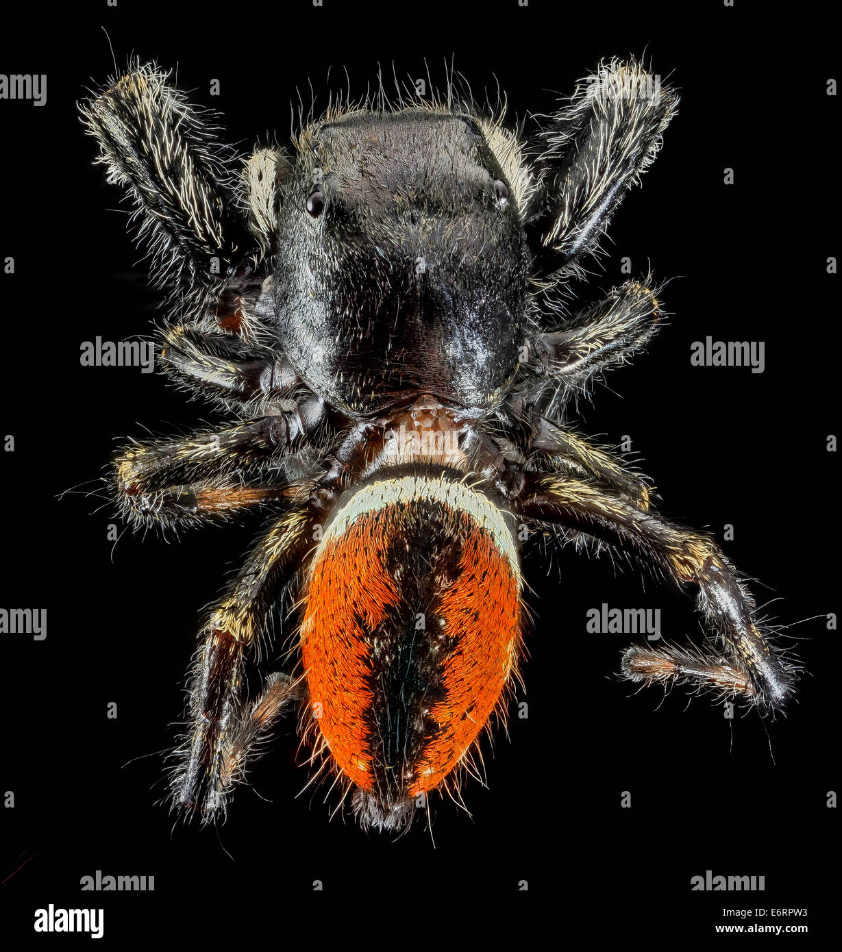 The Phidippus clarus, a species of jumping spider, photographed in ...