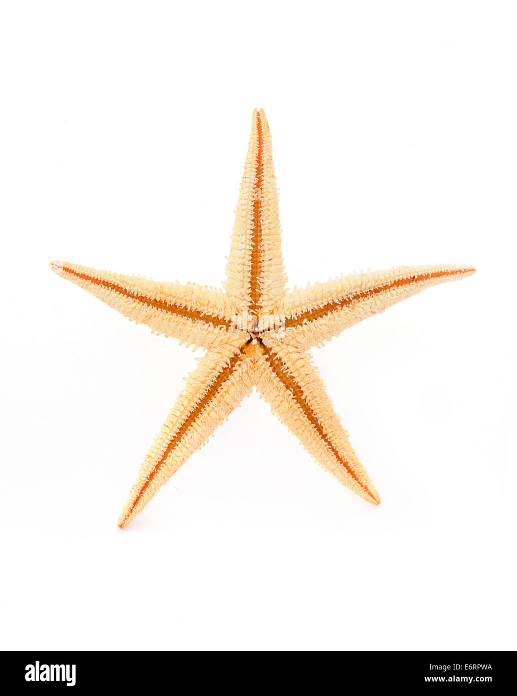 Starfish on the white background. Isolated on white Stock Photo - Alamy