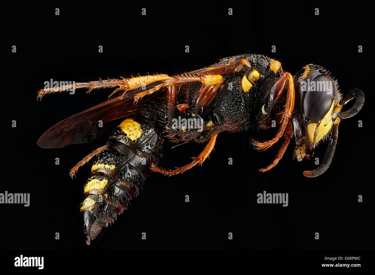 Side view photograph of a female Philanthus gibbosus, a species of ...