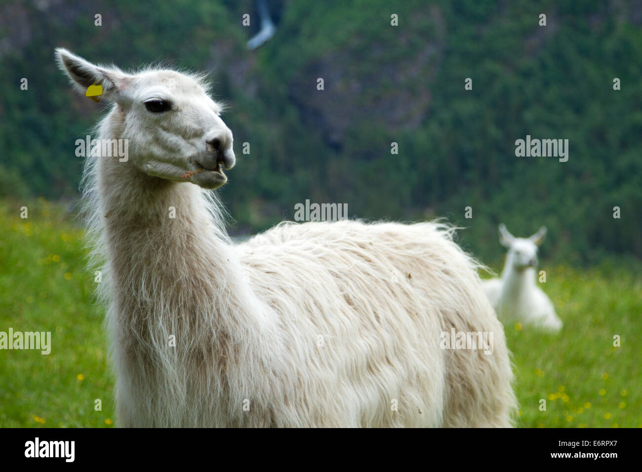 llamas in the mountains. scenic spots in nature Stock Photo - Alamy