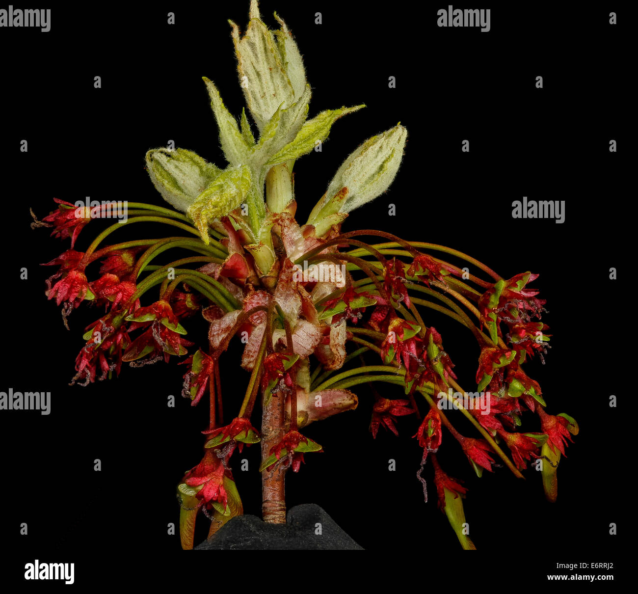 A complete view of the red maple (Acer rubrum), a common tree in ...