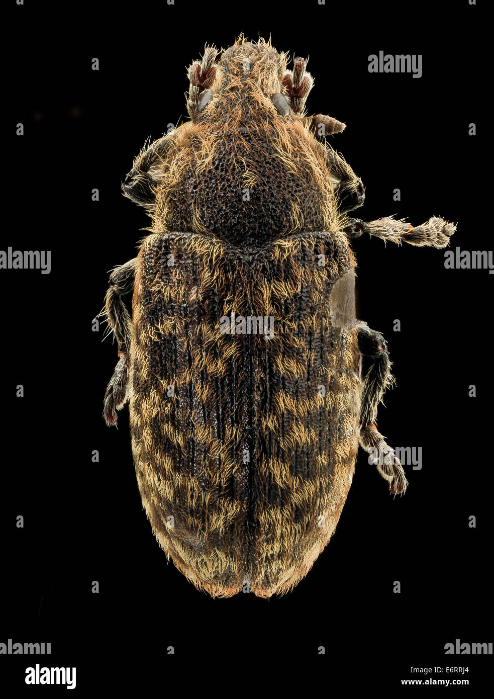 Invasive arthropods insects hi-res stock photography and images - Alamy