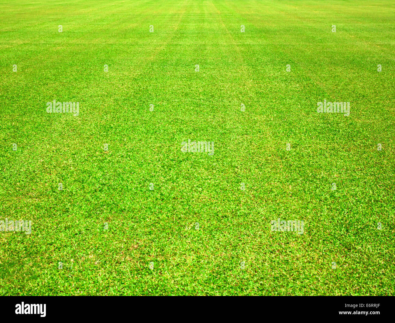 Golf green grass background texture nature leaves Stock Photo - Alamy