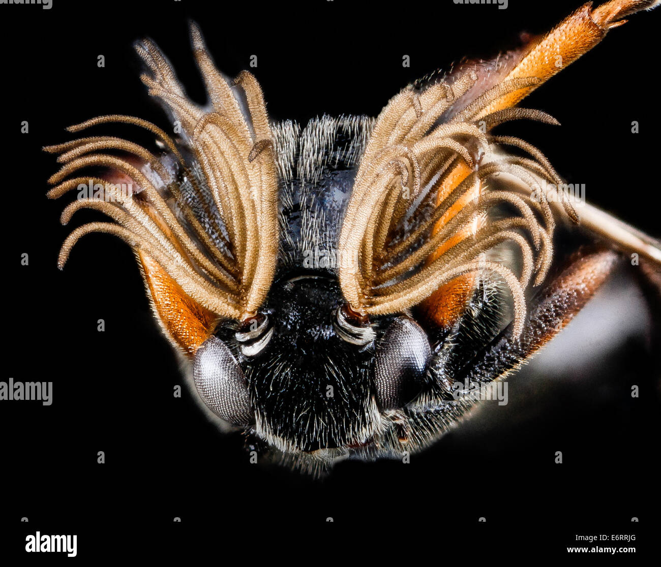 Wedge shaped insect hi-res stock photography and images - Alamy