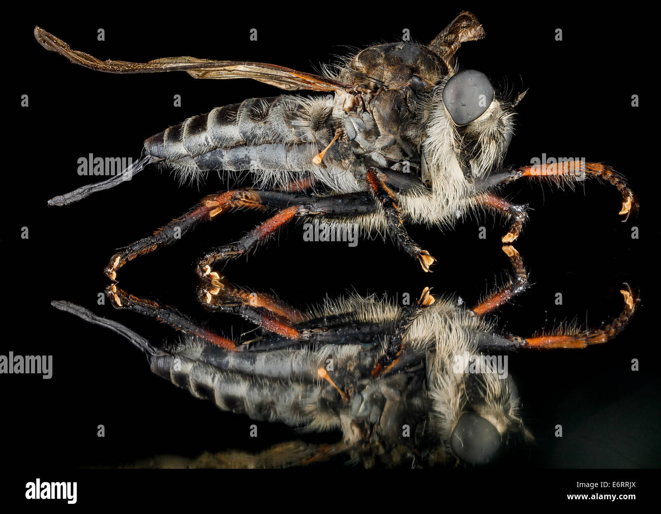 This side view of a robber fly from Cape Cod highlights its predatory ...