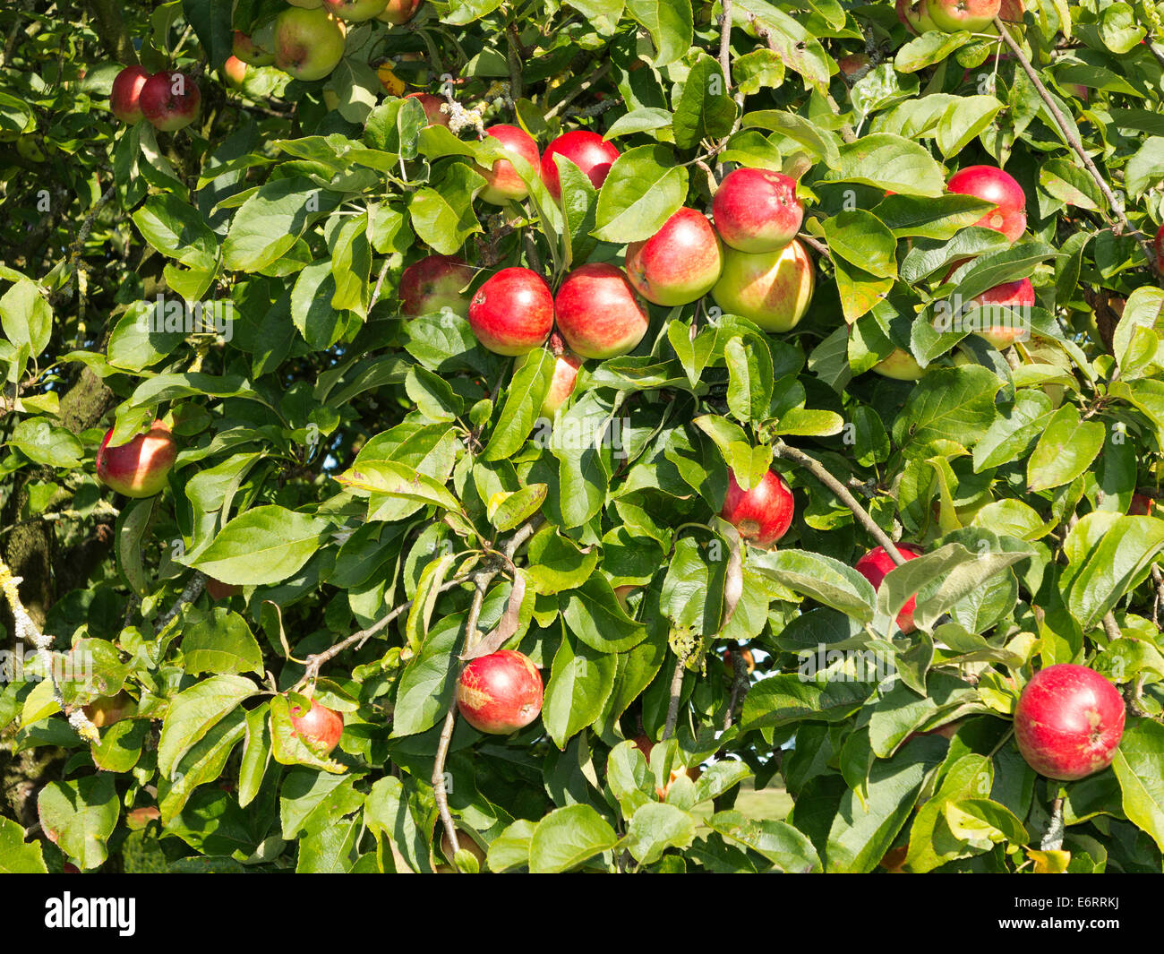 Small area of apple tree with red skinned ripe apples in bright ...