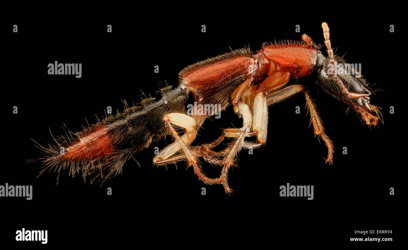 A side view of a rove beetle from the Staphylinidae family, identified ...