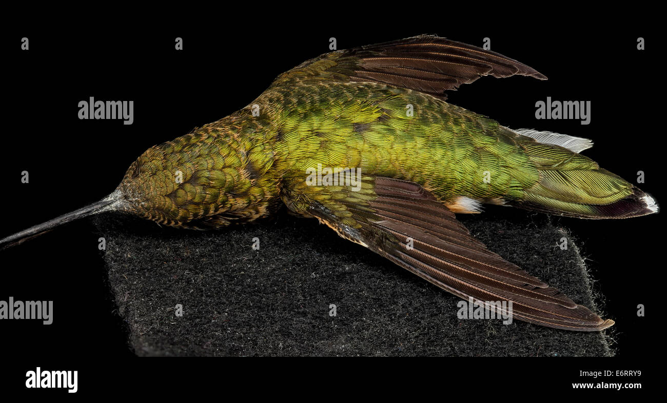 Dead Hummingbird High Resolution Stock Photography and Images - Alamy