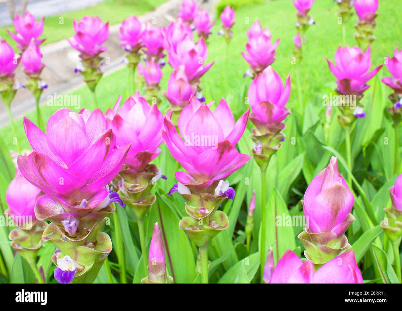 Field of Blooming curcuma (Curcuma alismatifolia Stock Photo - Alamy