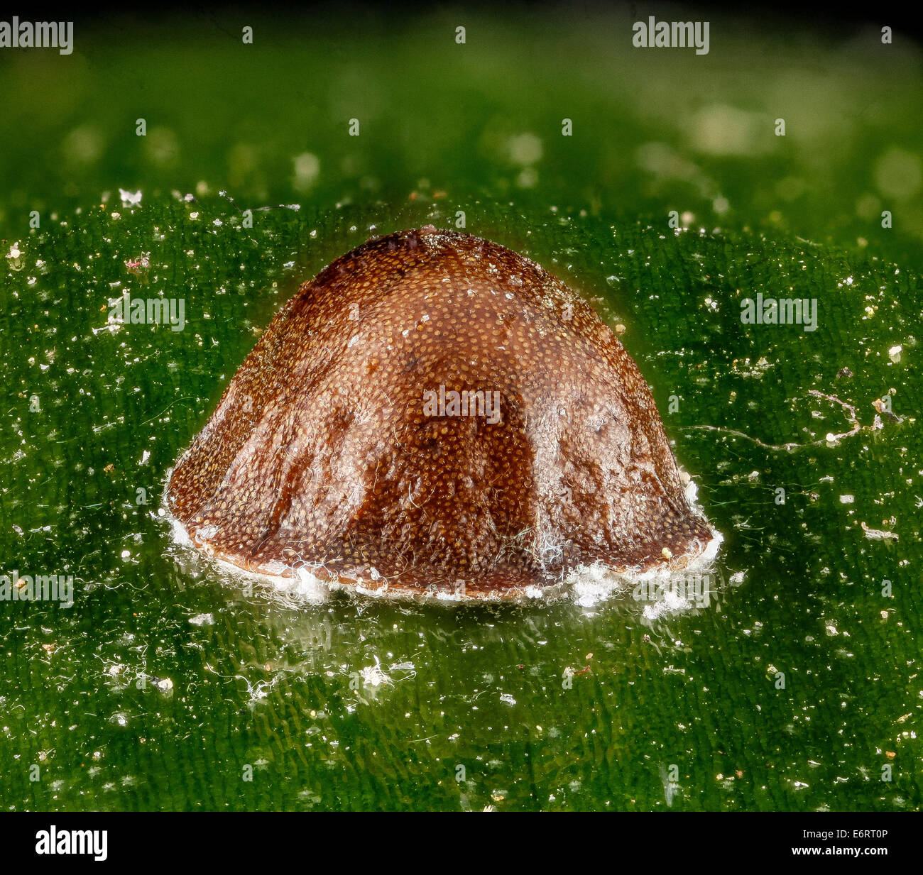 This image shows a scale insect on an Amaryllis plant in Beltsville ...