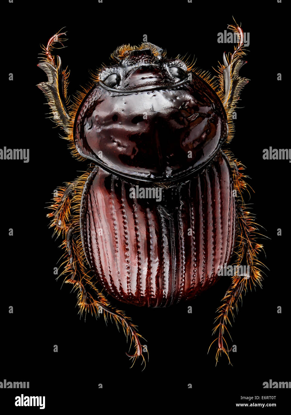 Scarabaeoidea geotrupidae hi-res stock photography and images - Alamy