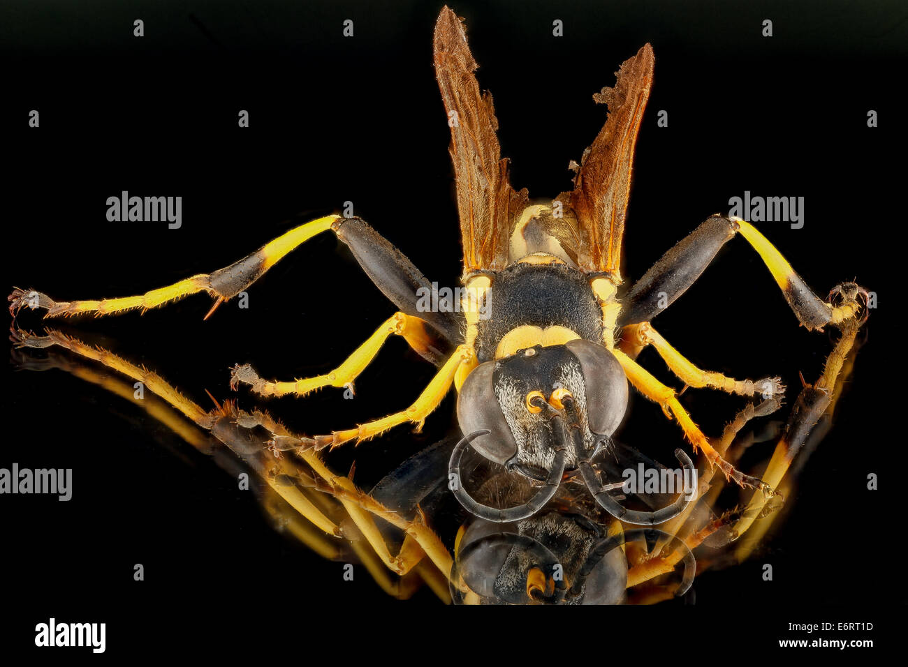 Ubiquitous insects hi-res stock photography and images - Alamy